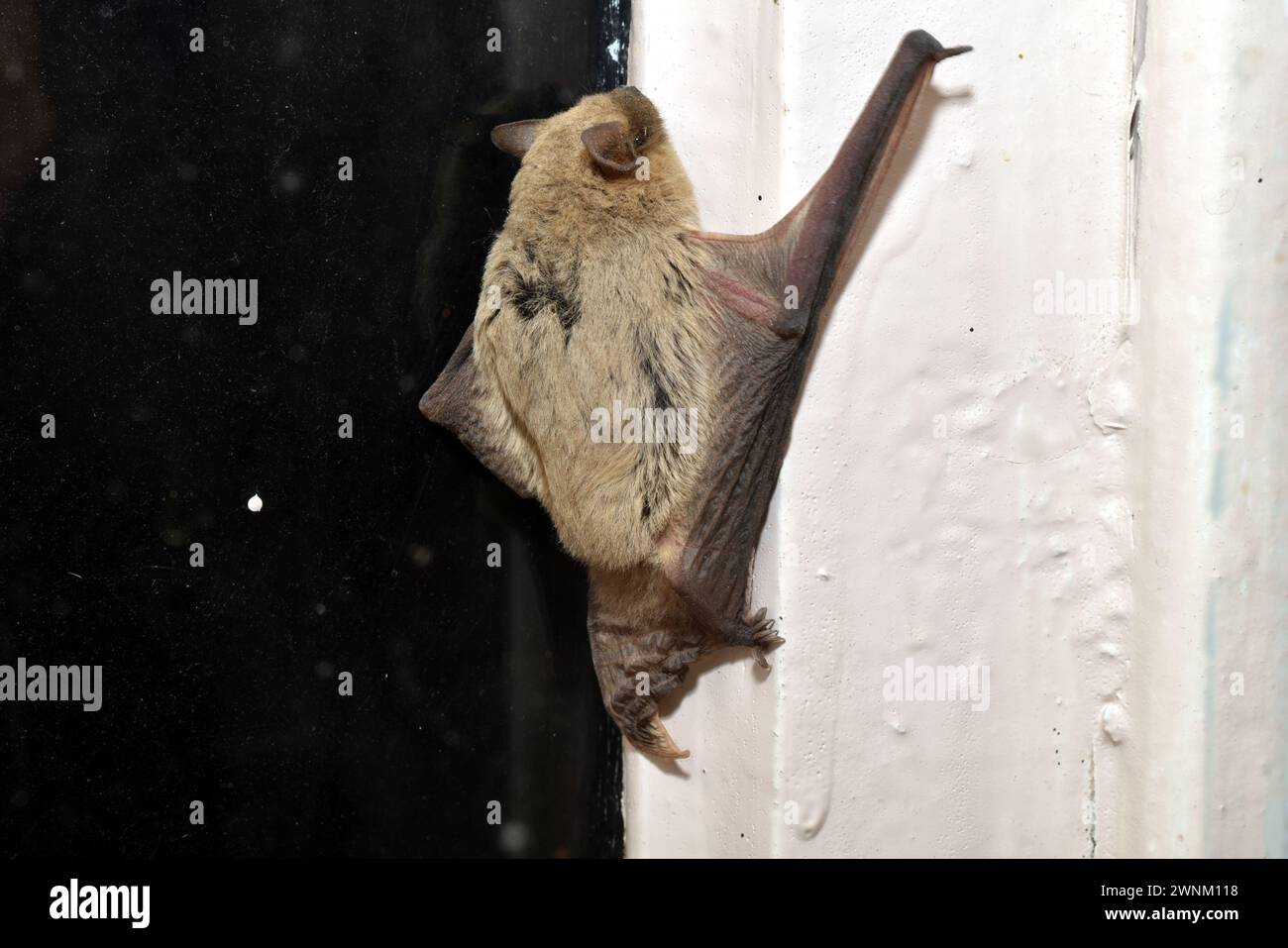A bat crawls on a dirty window frame Stock Photo - Alamy