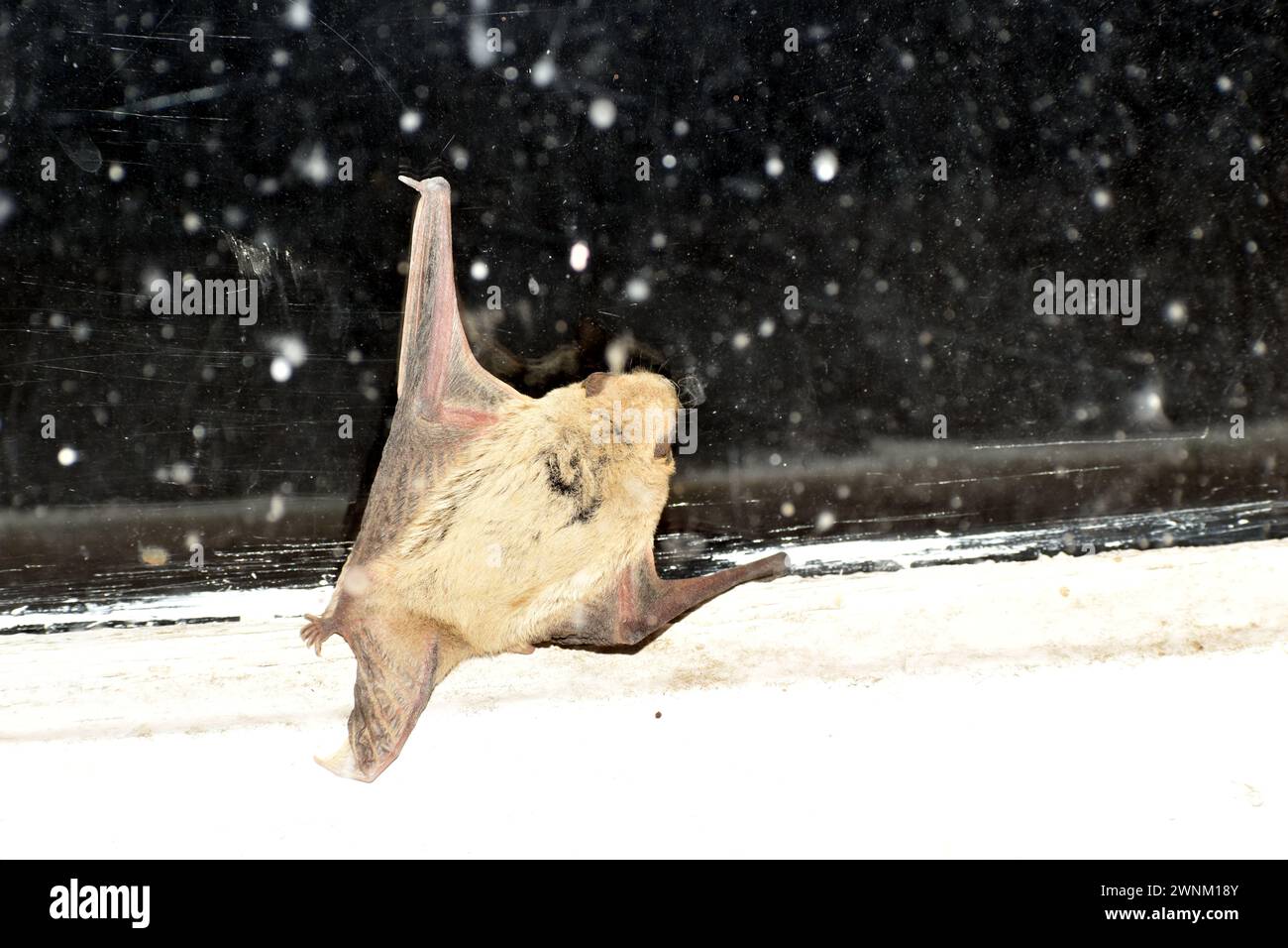 The bat is frightened and clings to the window frame Stock Photo - Alamy