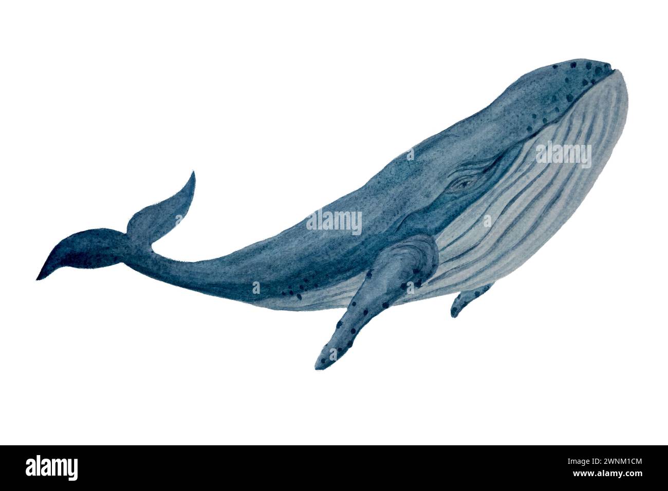 Watercolor hand-drawn blue whale isolated on white Stock Photo - Alamy
