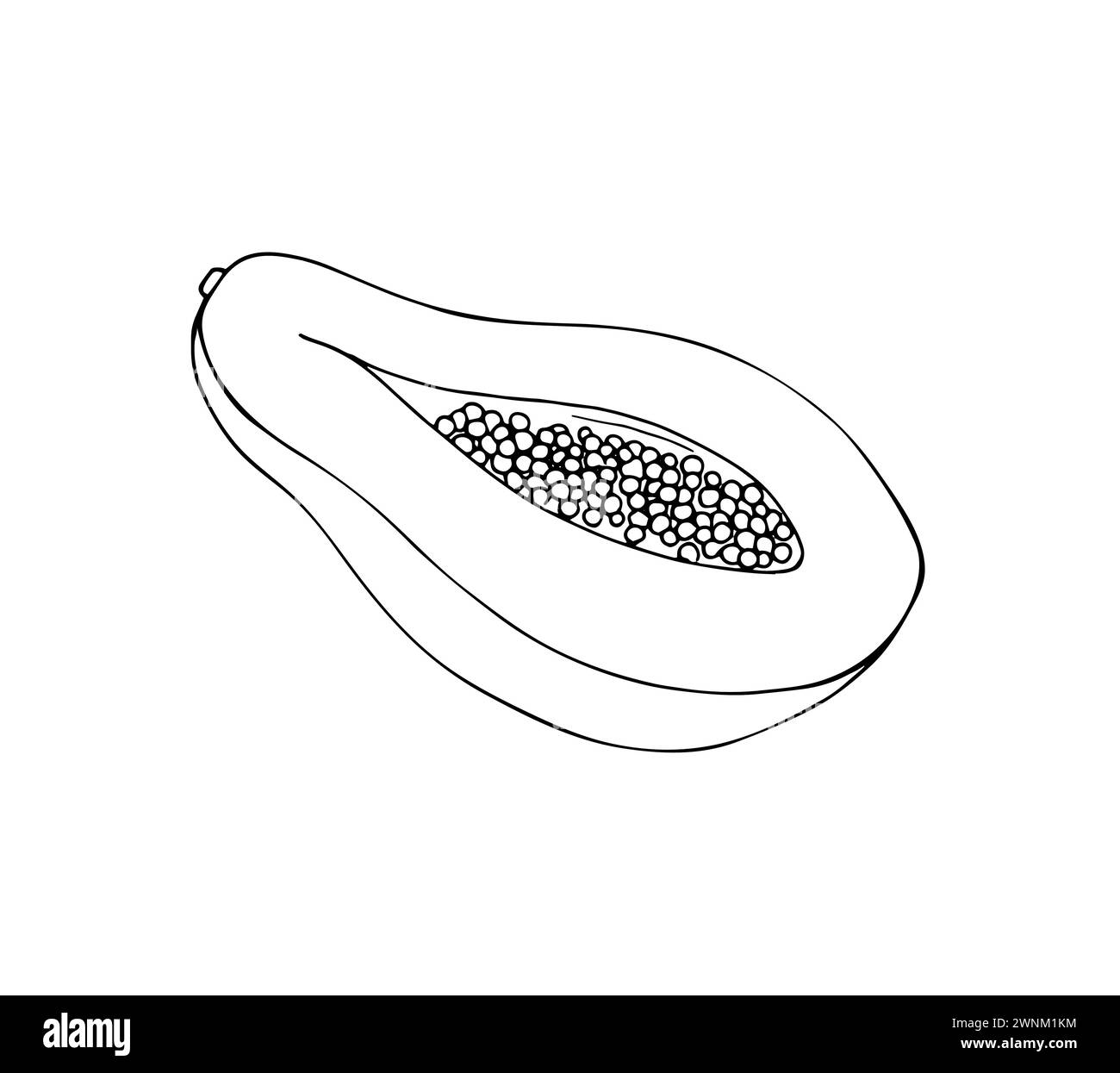 Papaya vector drawing. Hand-drawn tropical fruit illustration. Sliced ...