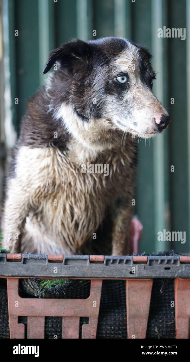 Farm Sheep Dog in Natural Setting (image taken in Wales, UK Stock Photo ...