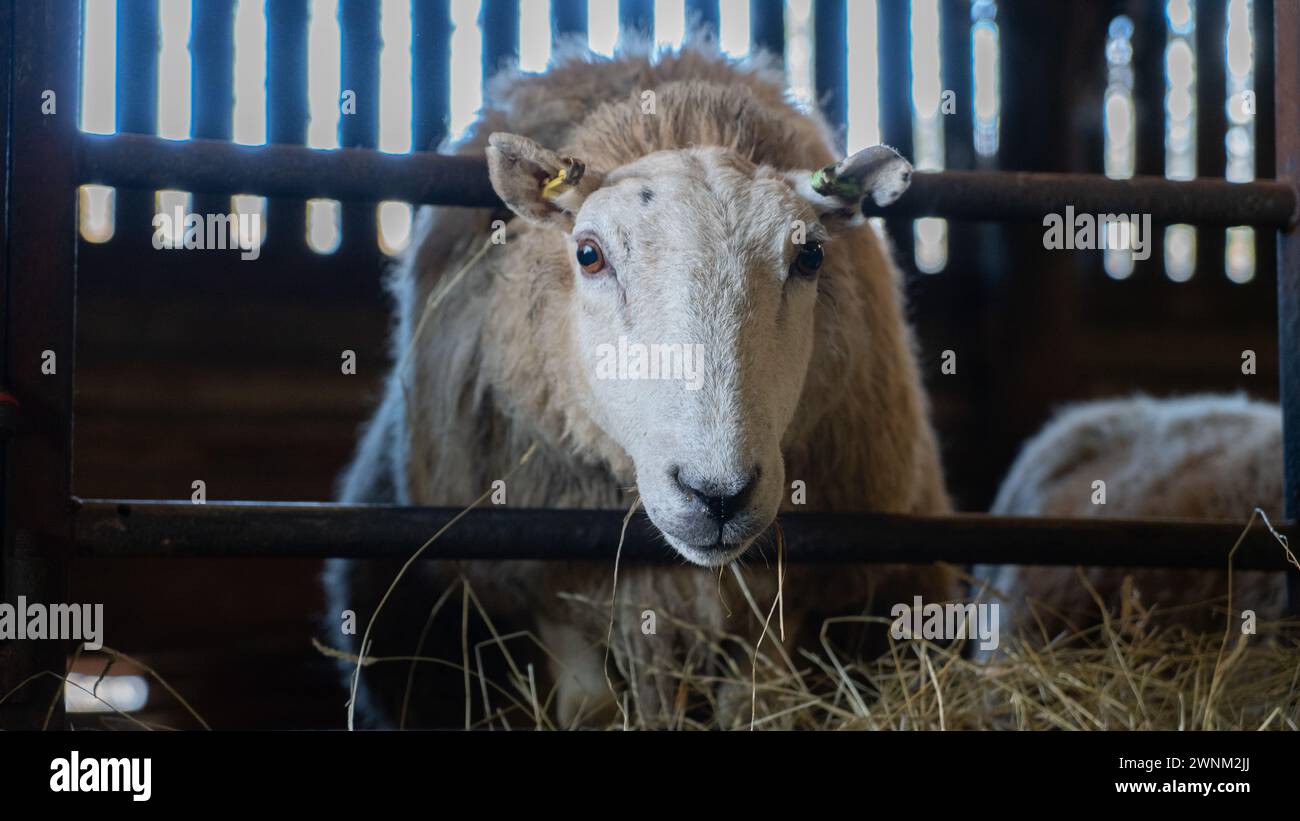 Welsh farmers eating hi-res stock photography and images - Alamy