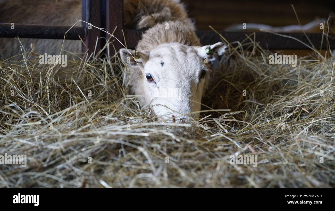 Welsh Ewe Sheep in Barn eating hay, South Wales Stock Photo - Alamy