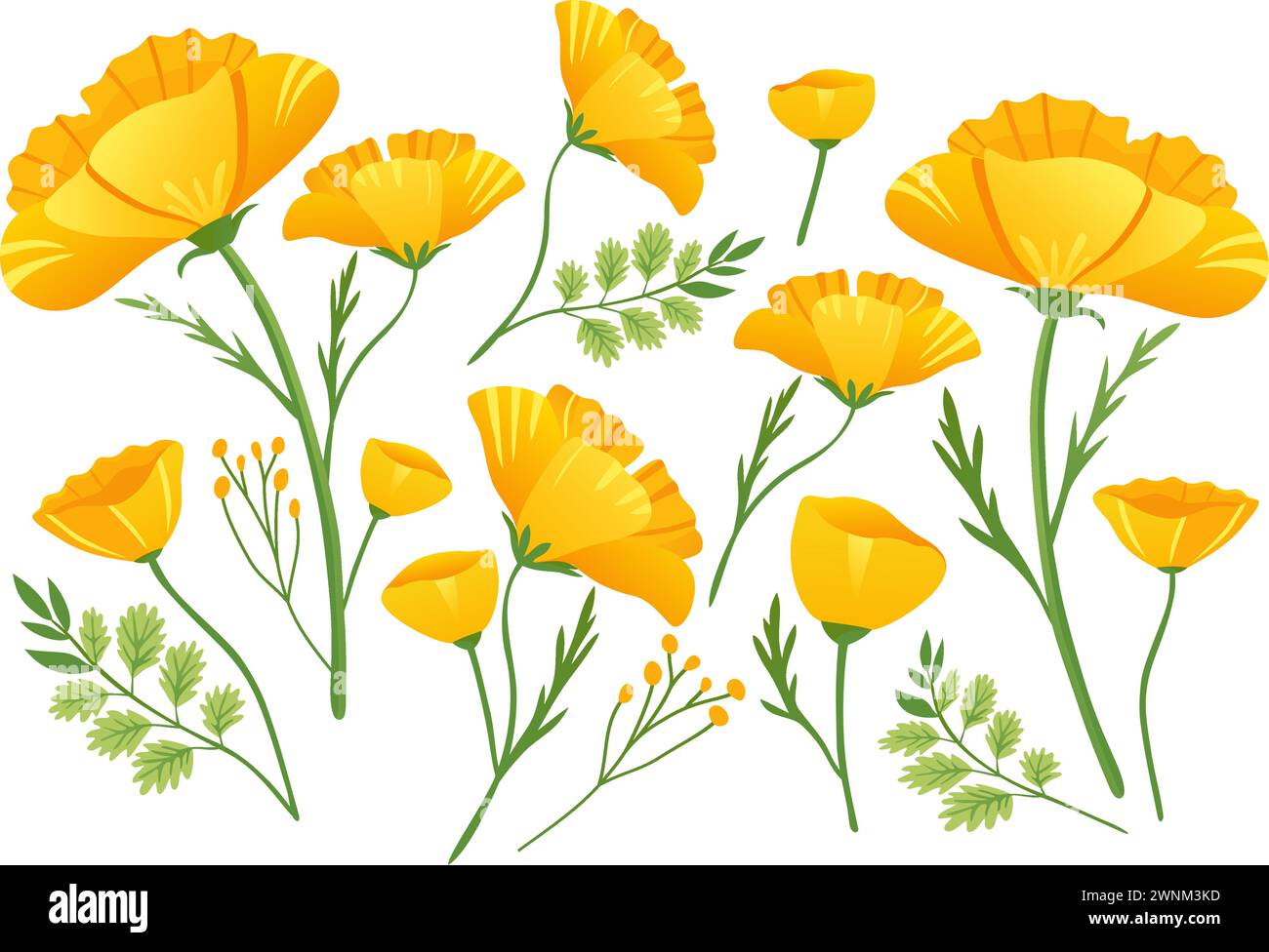 Closeup wild poppy flower Stock Vector Images - Alamy