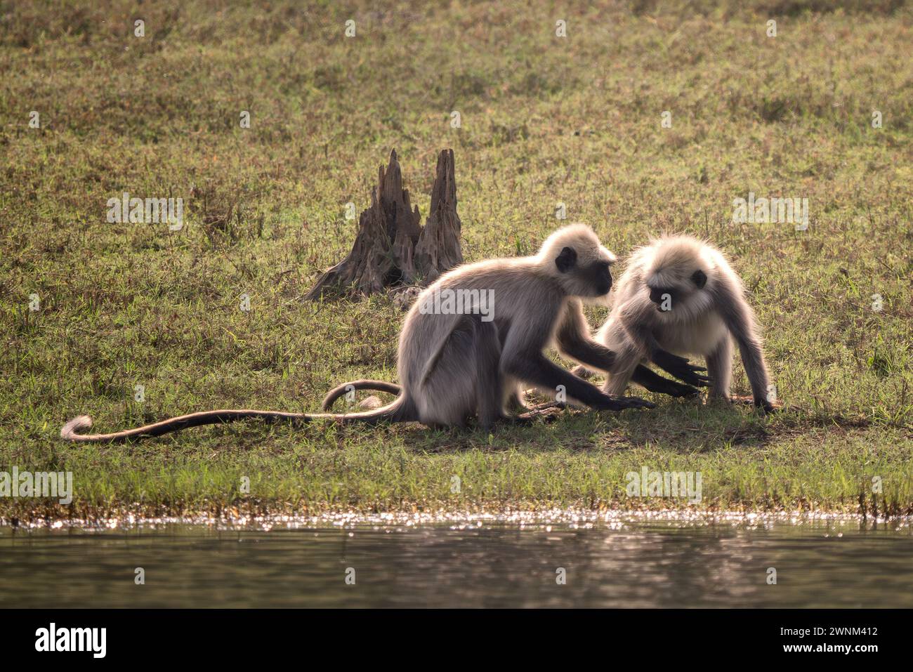 Black-footed Langur - Semnopithecus hypoleucos, beautiful popular ...
