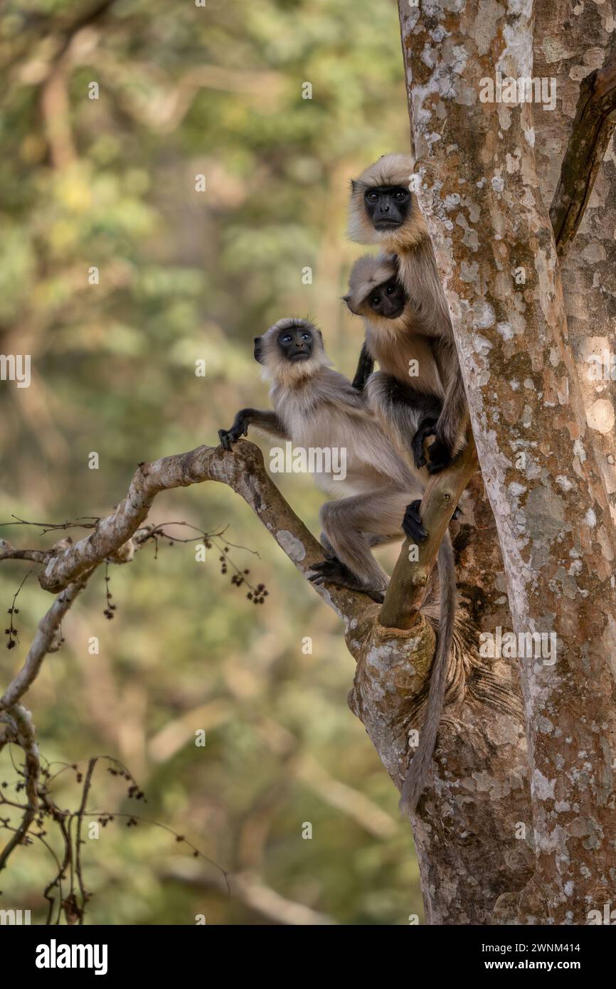 Black-footed Langur - Semnopithecus hypoleucos, beautiful popular ...
