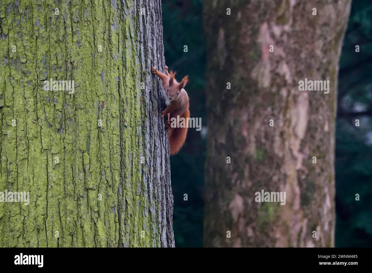 German squirrel hi-res stock photography and images - Alamy
