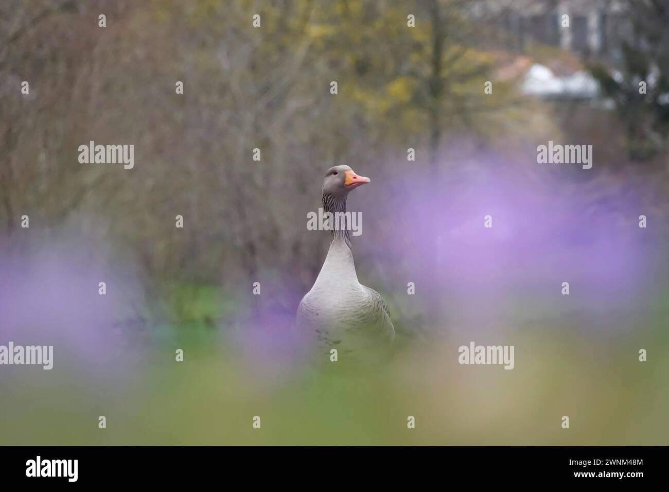 Goose march hi-res stock photography and images - Alamy