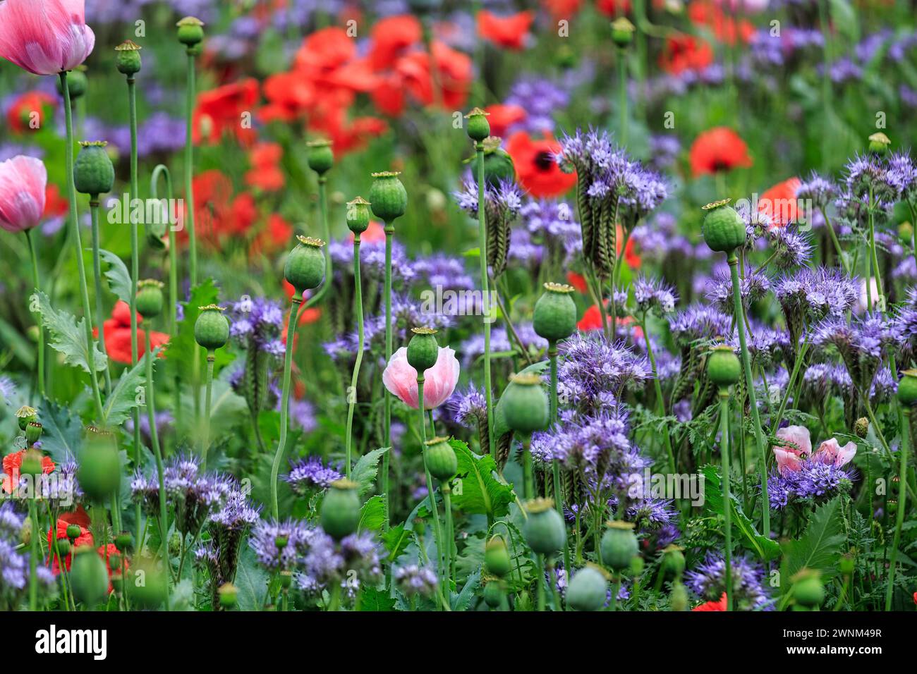 Colourful flower meadow, phacelia, tufted poppy, opium poppy, corn ...