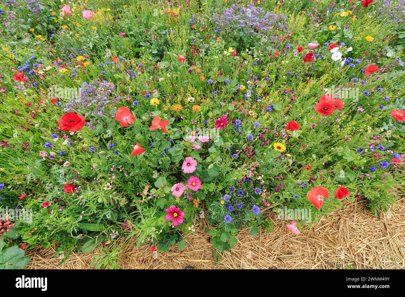 Colourful flower meadow, sea of flowers, Germerode, Meissner, Frau ...