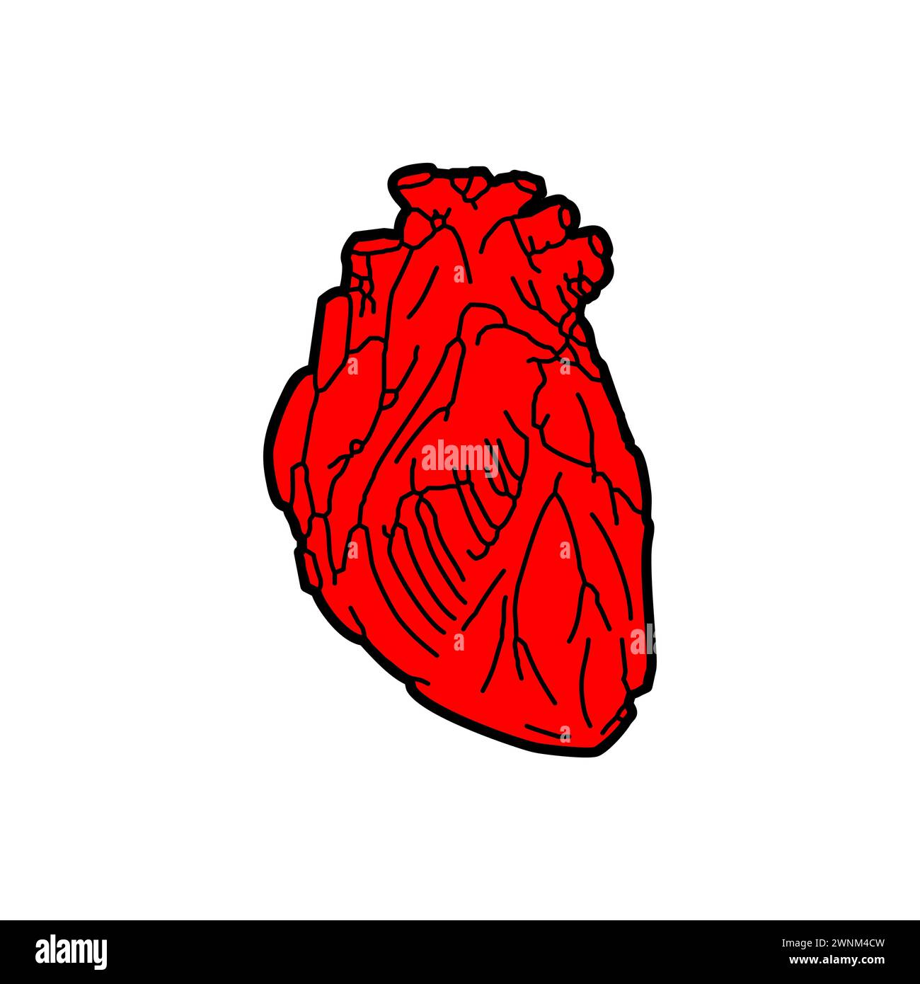 Anatomical heart hand drawing isolated Stock Vector Image & Art - Alamy Anatomical heart hand drawing isolated Stock Vector Image & Art - Alamy