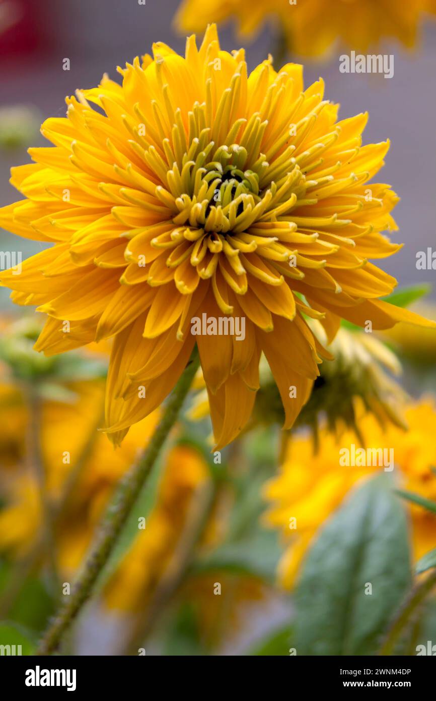 Perennial sunflower helianthus x multiflorus hi-res stock photography ...
