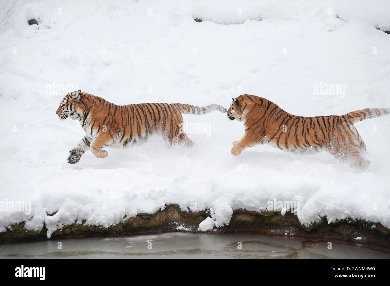 Siberian tiger (Panthera tigris altaica), two tigers running in the snow, captive, Germany Stock ...
