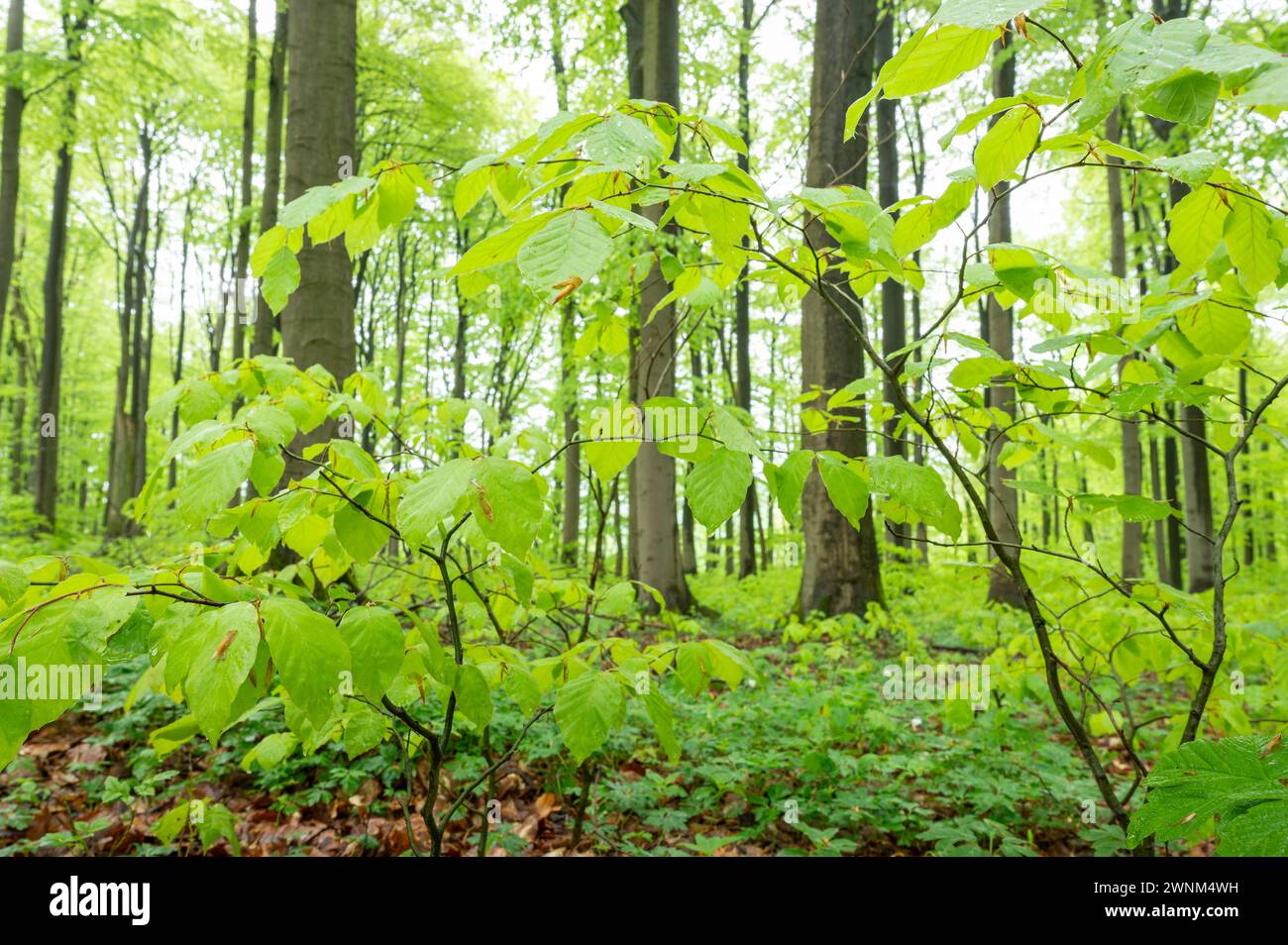 European beech forest, common beeches (Fagus sylvatica), young beech ...