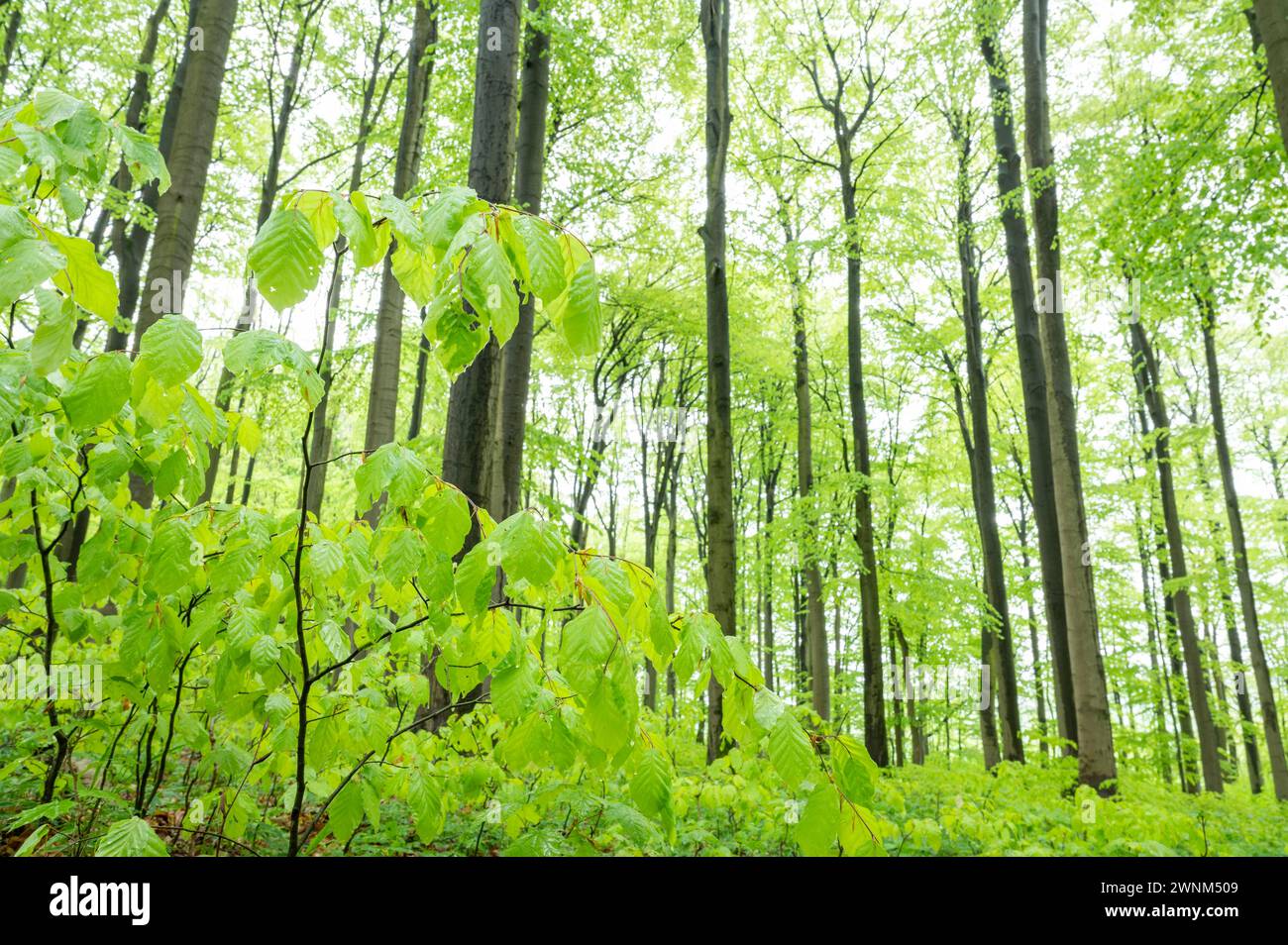 European beech forest, common beeches (Fagus sylvatica), young beech ...