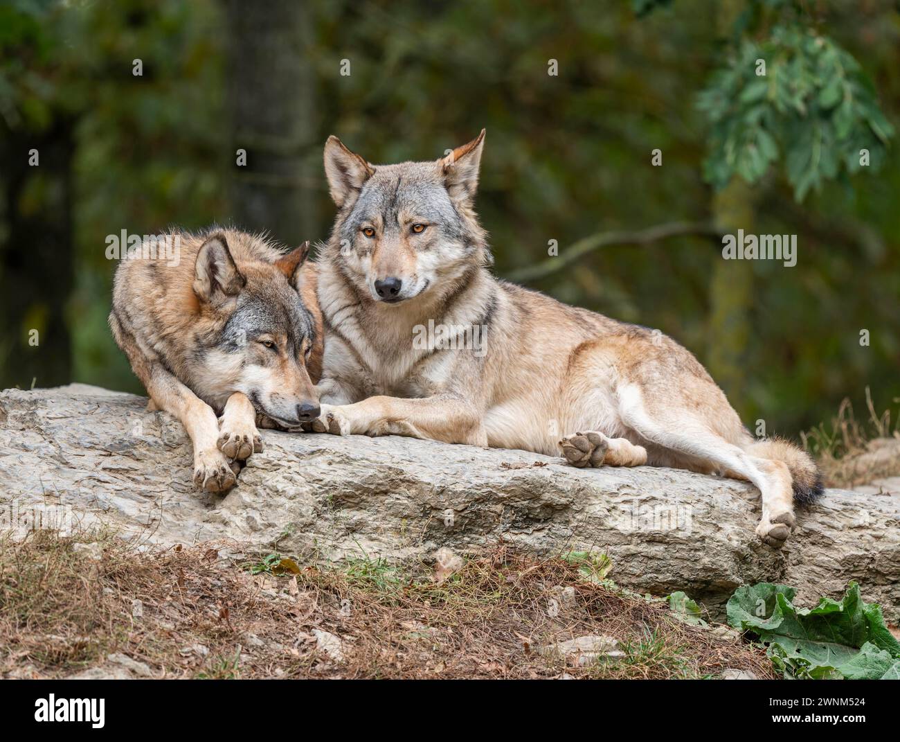 Gray wolves (Canis lupus) lying on a rock, captive, Germany Stock Photo ...