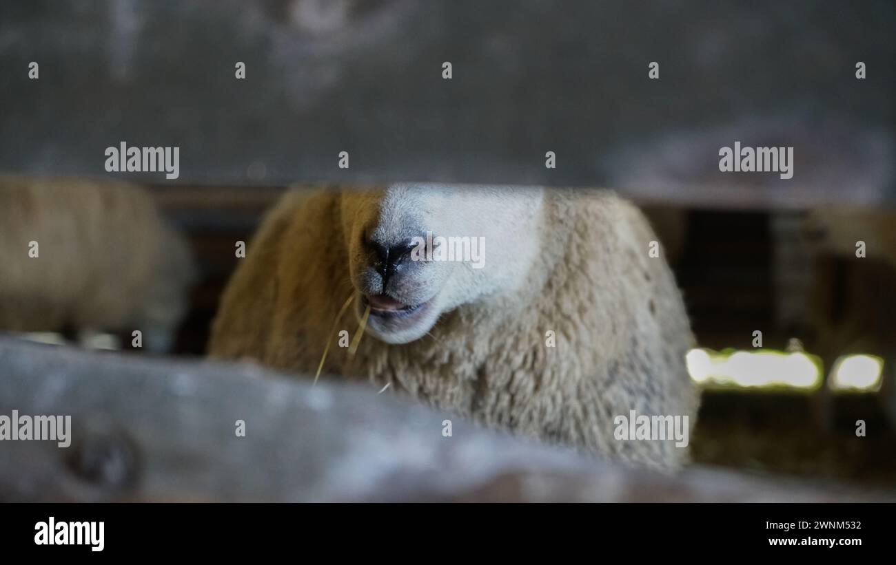 Welsh Ewe Sheep in Barn eating hay, South Wales Stock Photo - Alamy