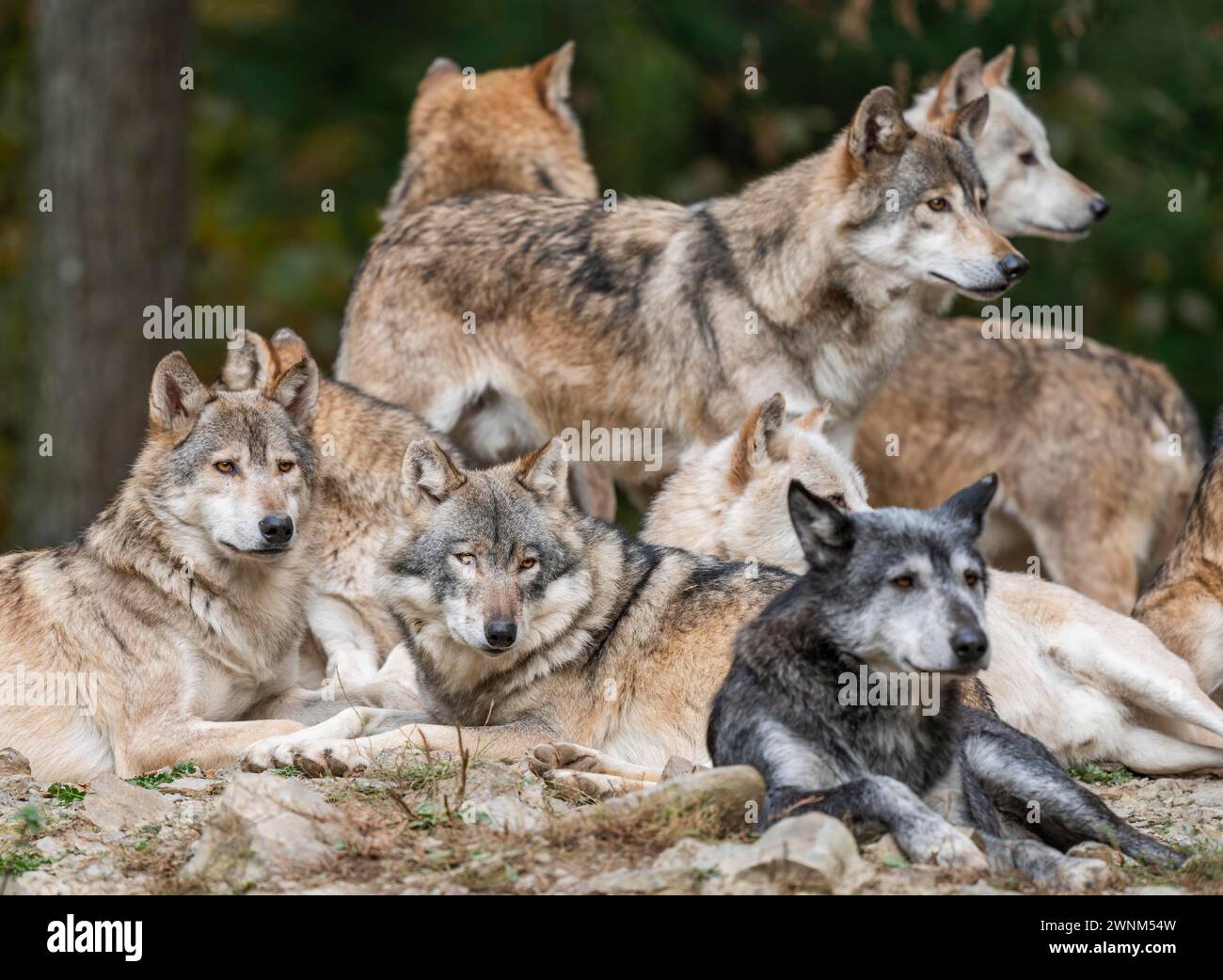 Gray wolves (Canis lupus) lying and standing on a rock, captive ...