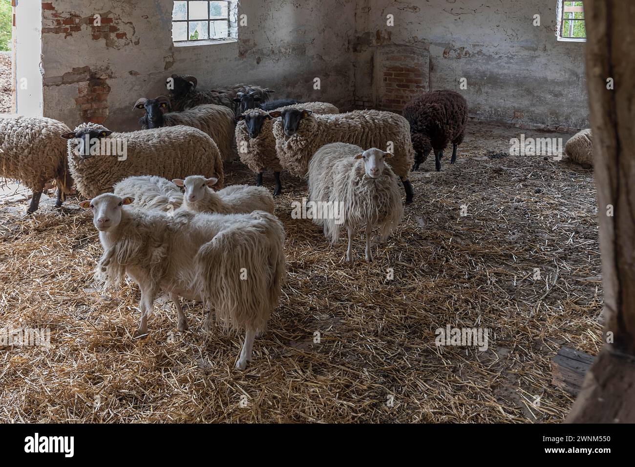 Sheep in a straw-bedded barn, Soay sheep in the front, no longer need ...