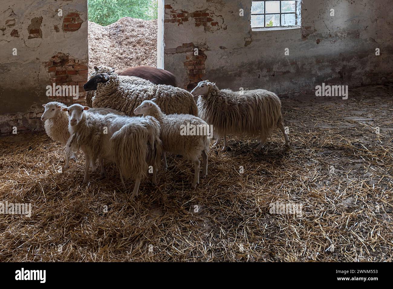 Sheep in a straw-bedded barn, Soay sheep in the front, no longer need ...