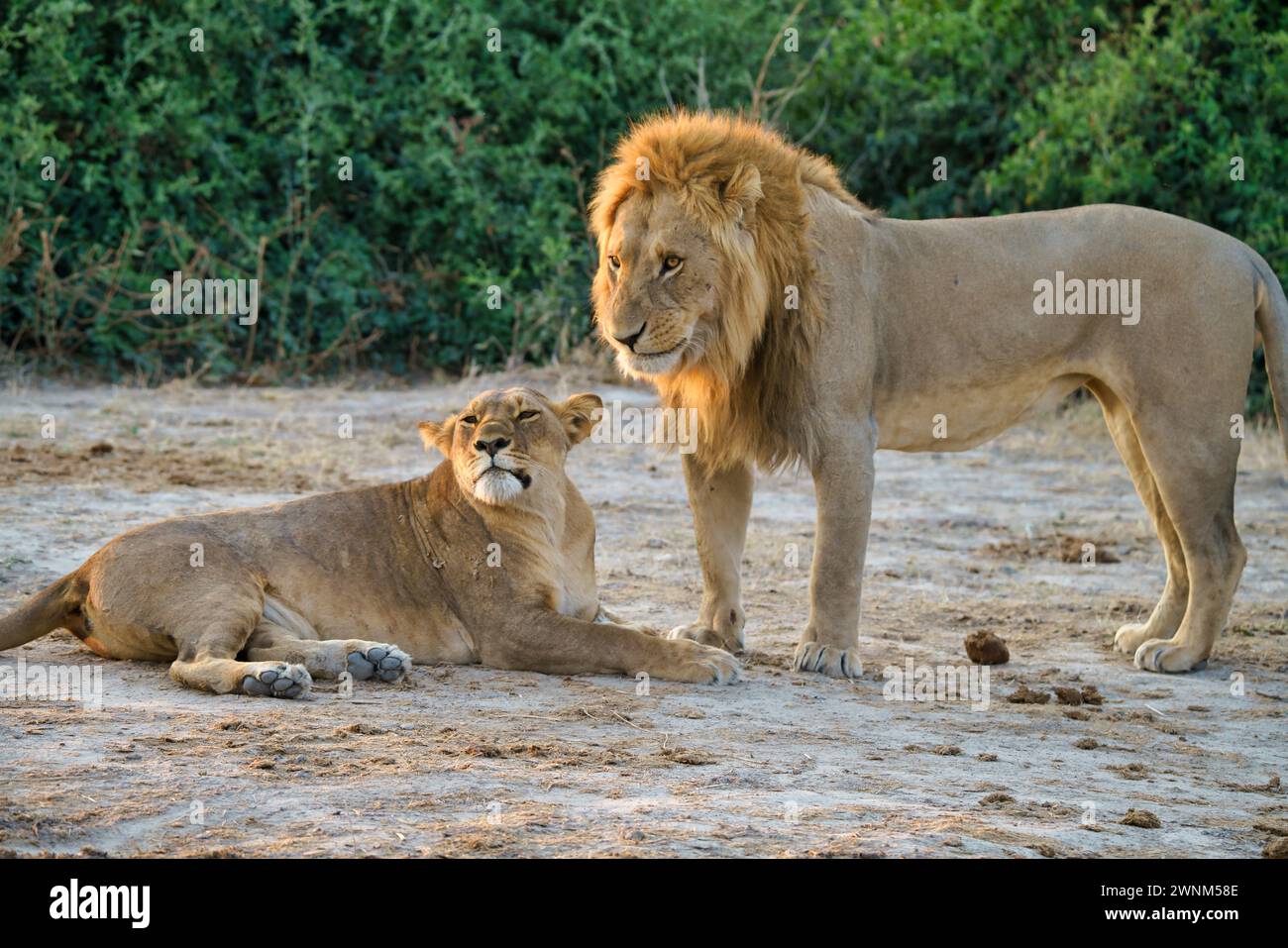 Female lions in botswana hi-res stock photography and images - Alamy
