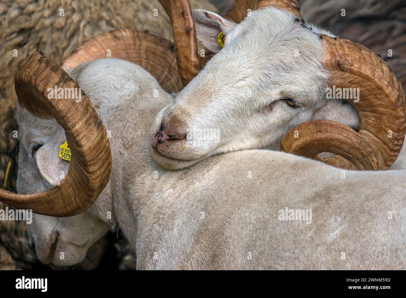 Sheep horn hi-res stock photography and images - Alamy
