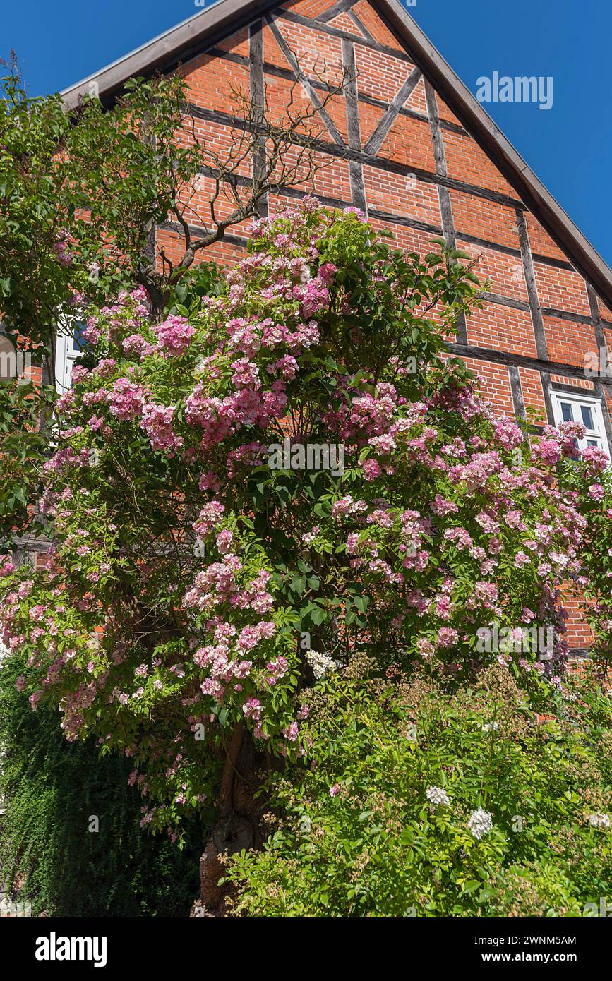 Old shrub rose hi-res stock photography and images - Alamy