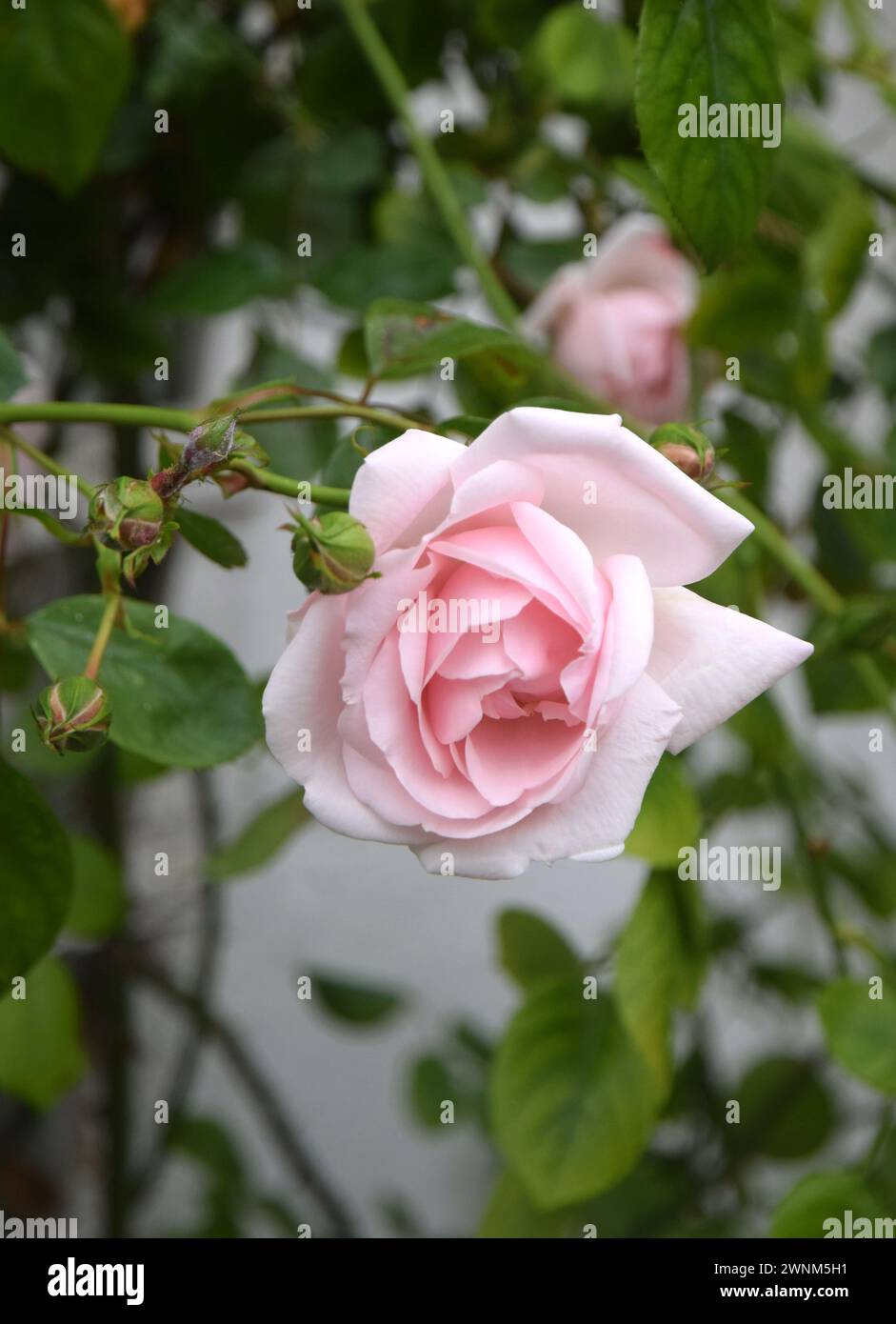 Close up pale pink rose hi-res stock photography and images - Alamy