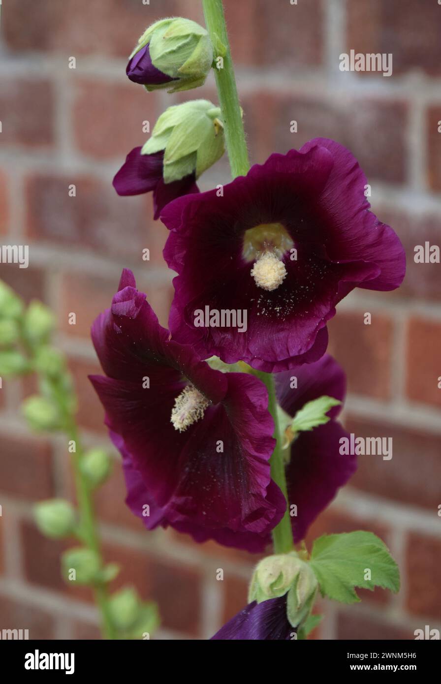 Deep purple portrait hi-res stock photography and images - Alamy