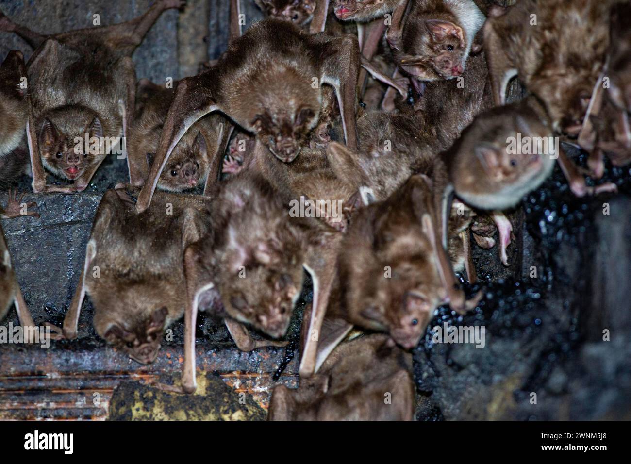 The common vampire bat desmodus rotundus hi-res stock photography and ...