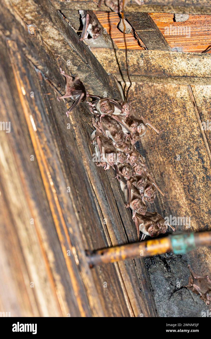Vampire bat desmodus rotundus hi-res stock photography and images - Alamy