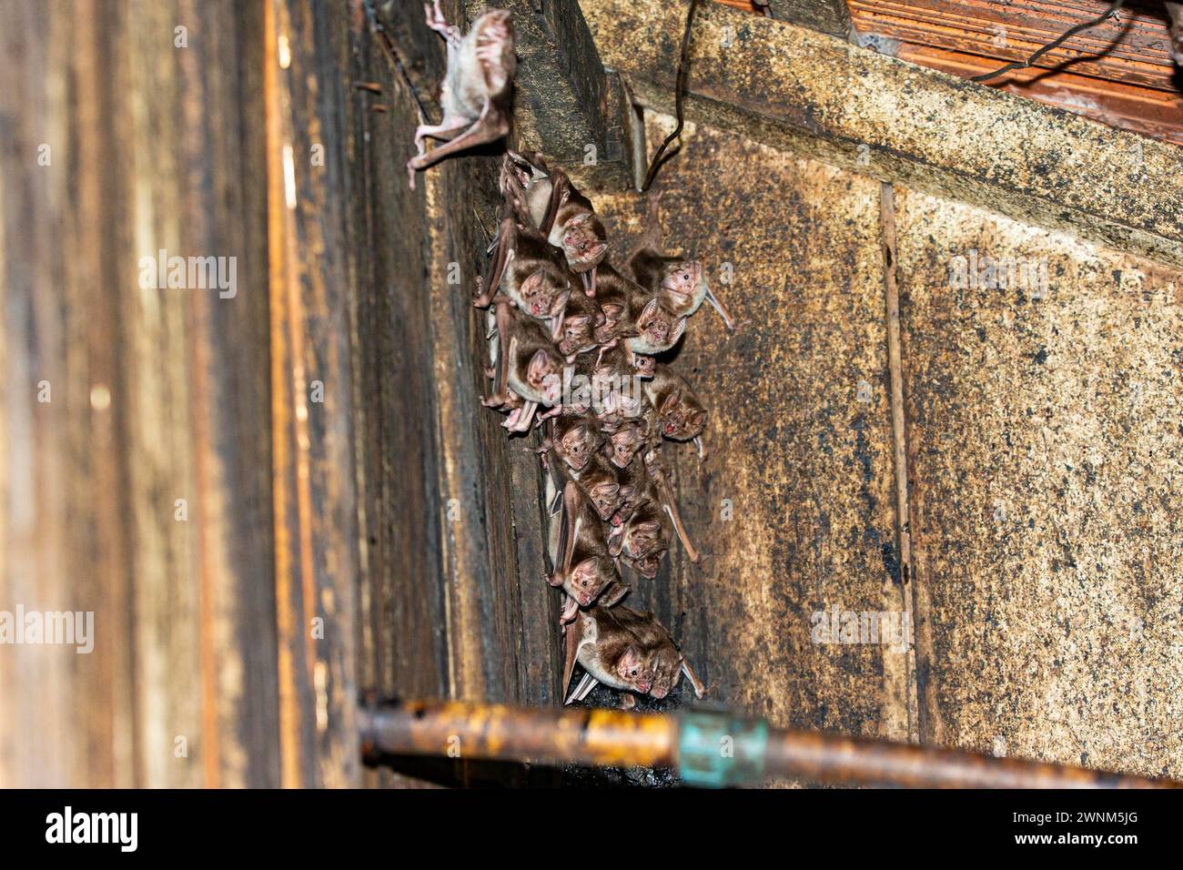 Common vampire bat (Desmodus rotundus) Pantanal Brazil Stock Photo - Alamy