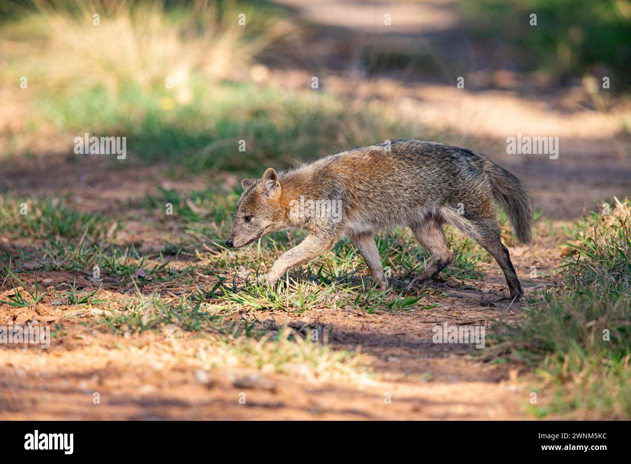 South American forest fox (Cerdocyon thous) Pantanal Brazil Stock Photo ...