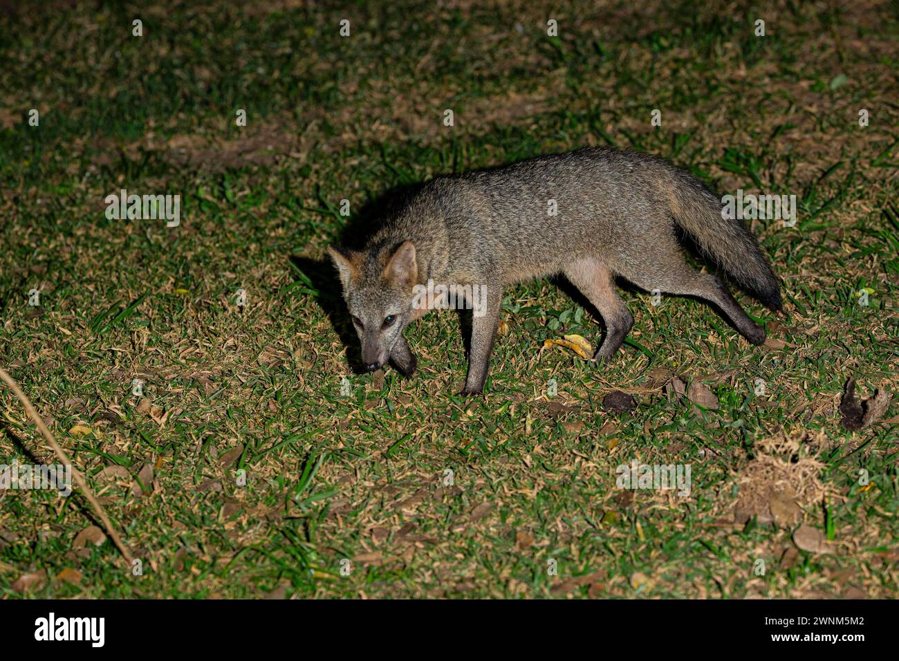 South American forest fox (Cerdocyon thous) Pantanal Brazil Stock Photo ...