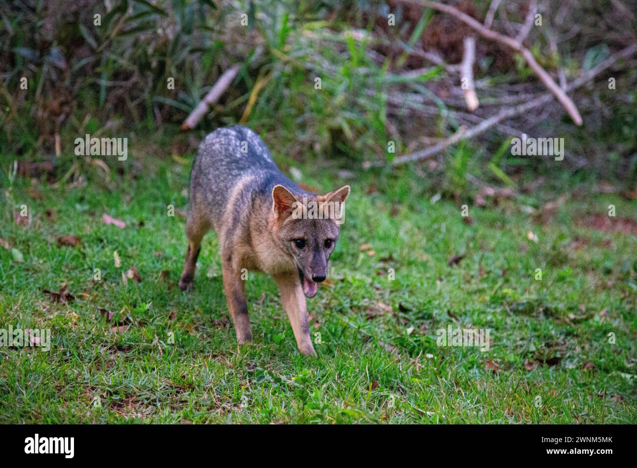 South American forest fox (Cerdocyon thous) Pantanal Brazil Stock Photo ...