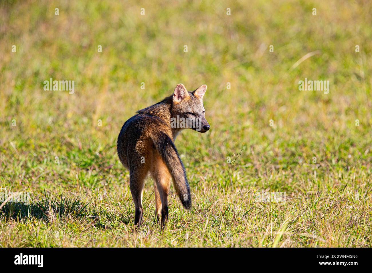 South American forest fox (Cerdocyon thous) Pantanal Brazil Stock Photo ...