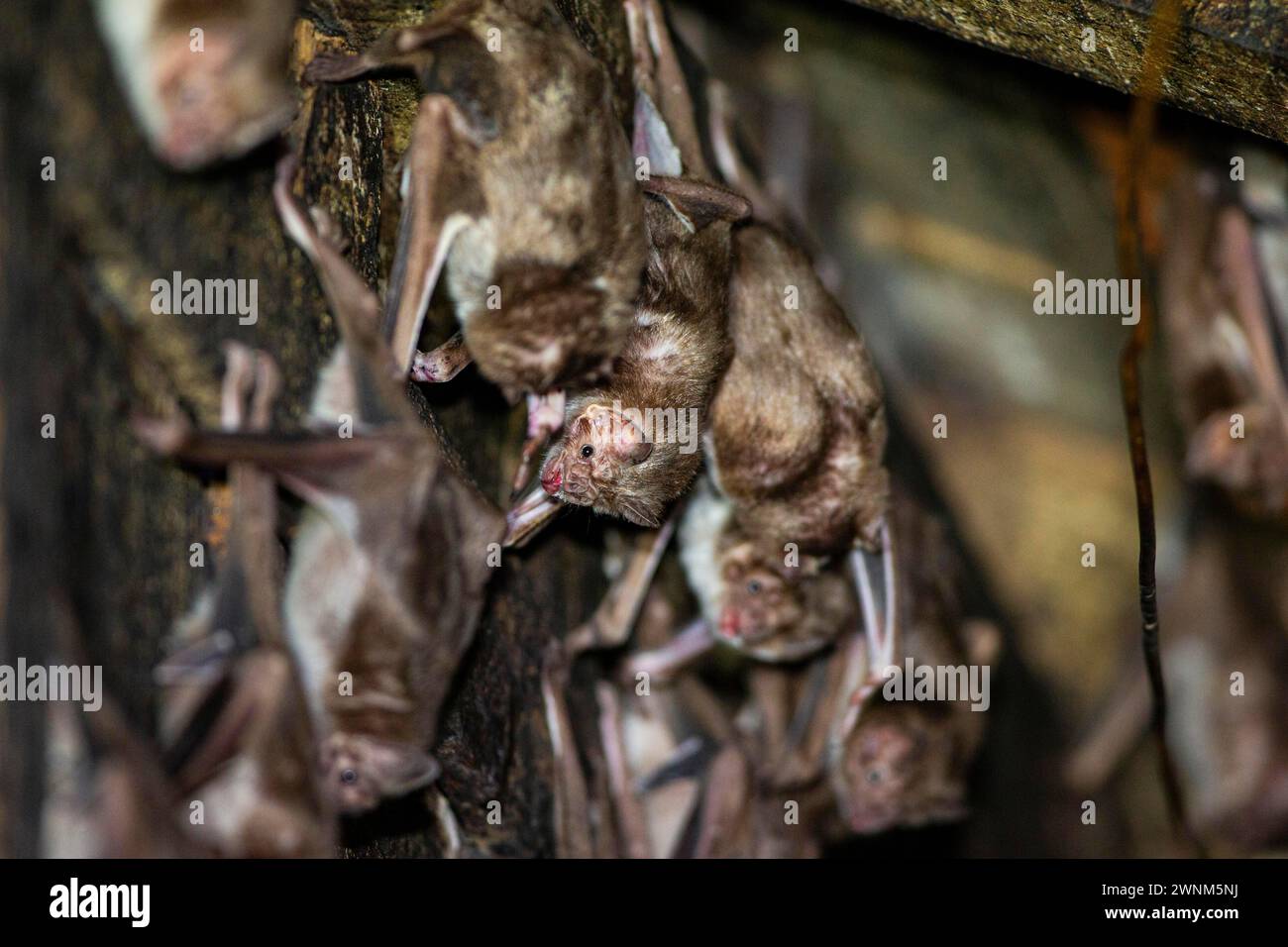 Common vampire bat (Desmodus rotundus) Pantanal Brazil Stock Photo - Alamy