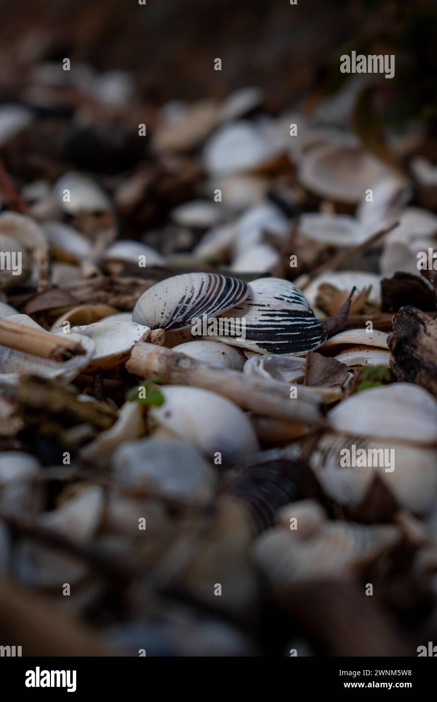 A collection of mussel shells on the ground with focus on two black and ...