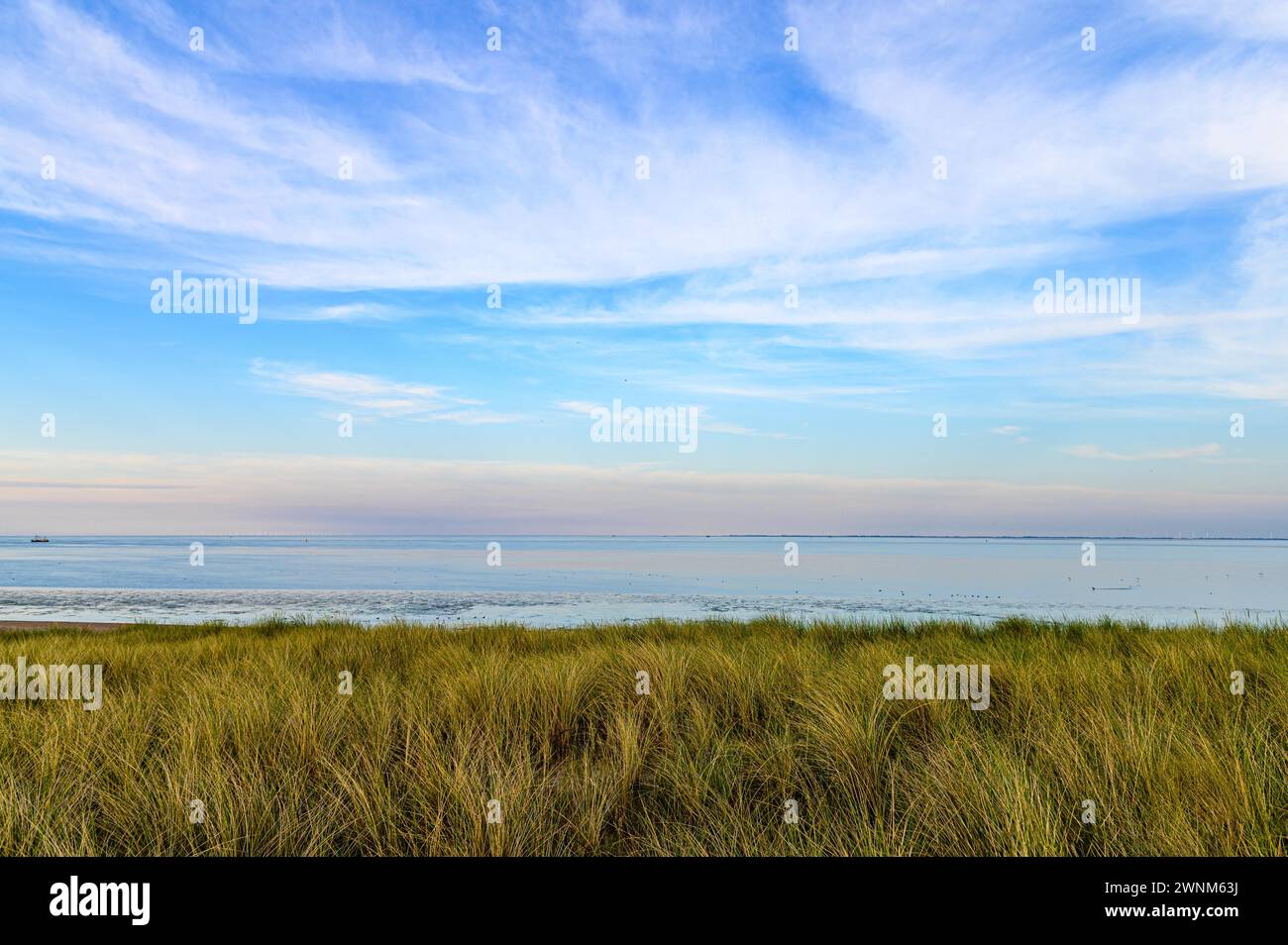 Wide sea behind grass field under a clear blue sky, Texel, Noord ...