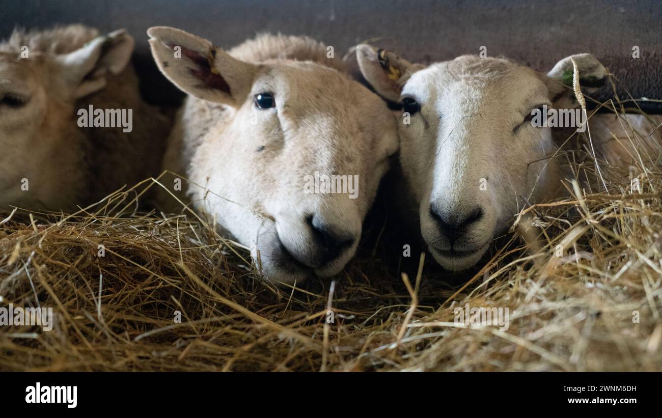 Welsh Ewe Sheep in Barn eating hay, South Wales Stock Photo - Alamy