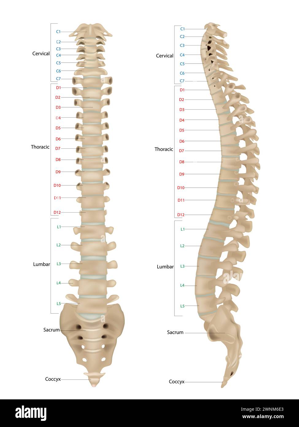 Human Skeleton Anatomy.Vertebral Column of Human Body Anatomy infograpic diagram including all ...