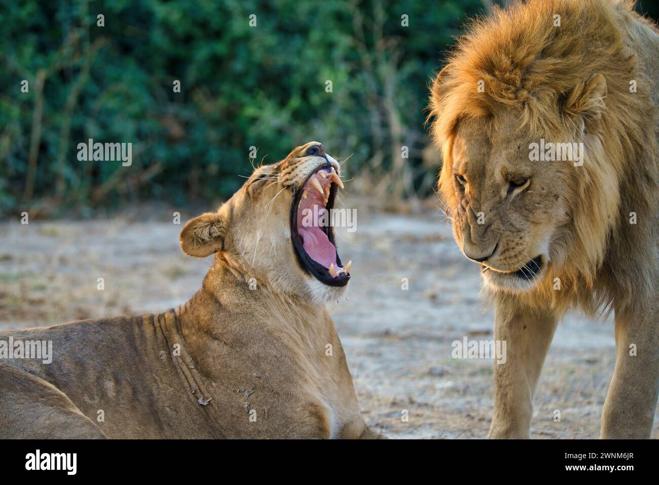 Male and female African lions. Female is roaring and male looks on ...
