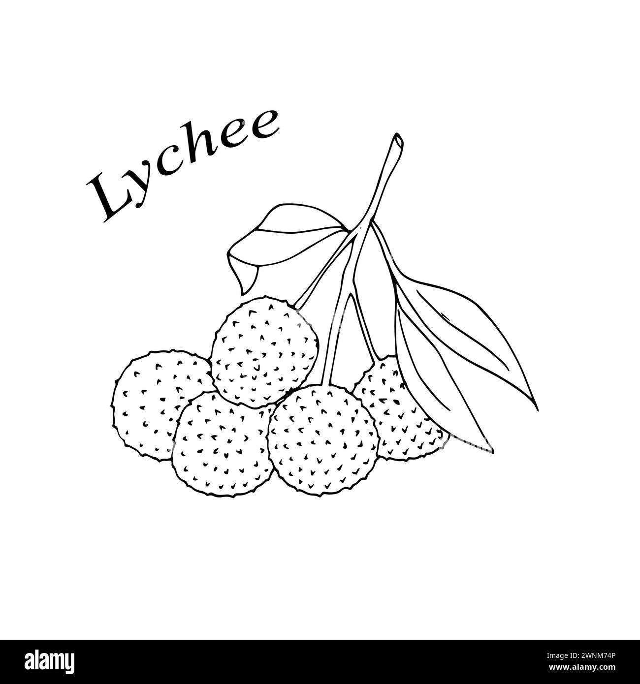 Hand-drawn lychee fruit. Vector illustration in doodle-style. Branch of ...