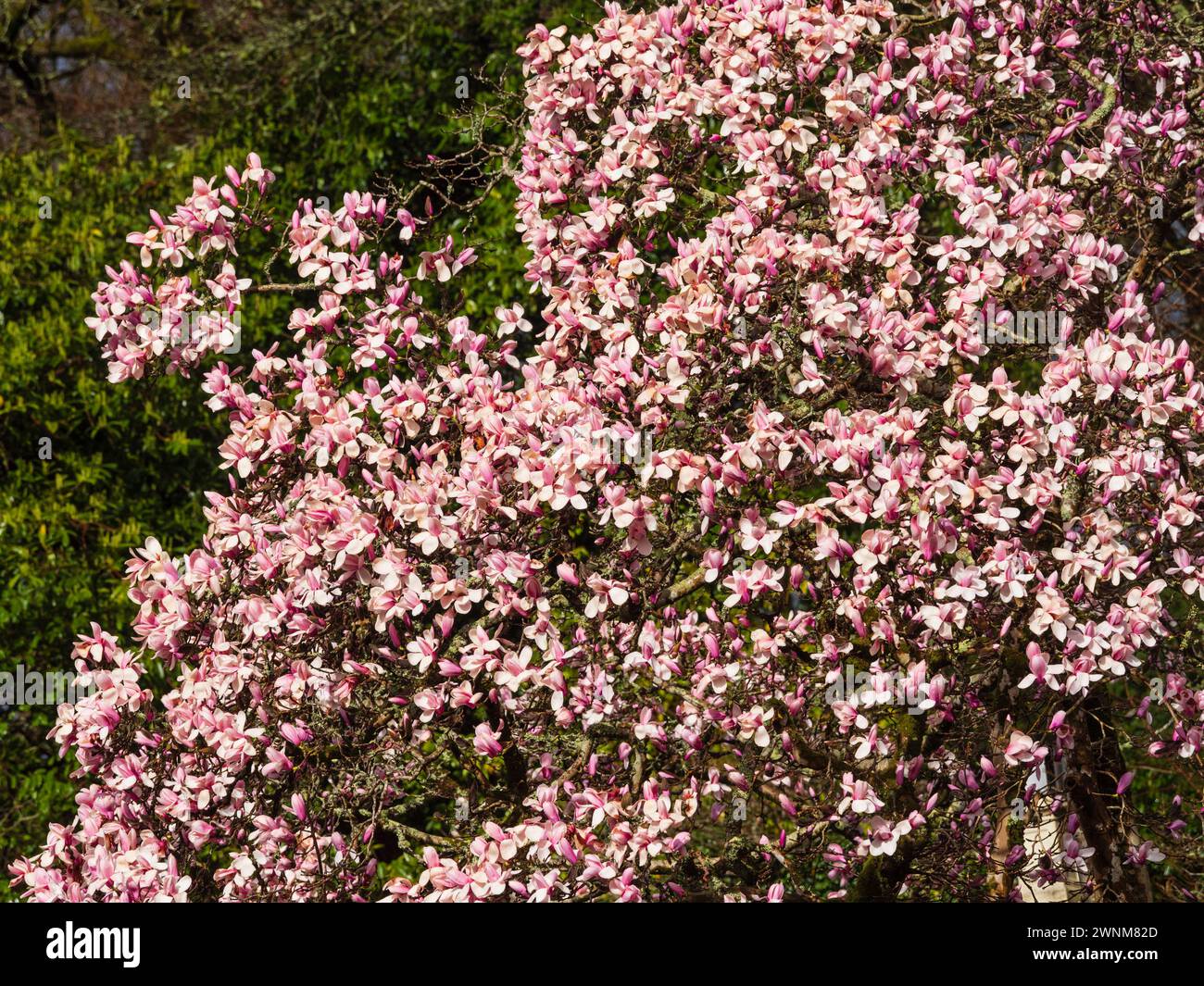 Deciduous tree hi-res stock photography and images - Alamy