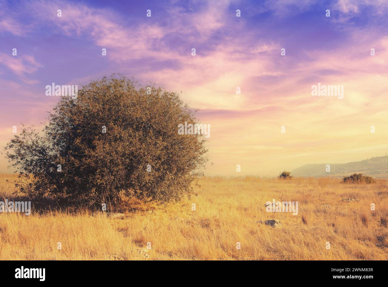 The plateau at the top of the Arbel mount. Tree on the field with dry ...
