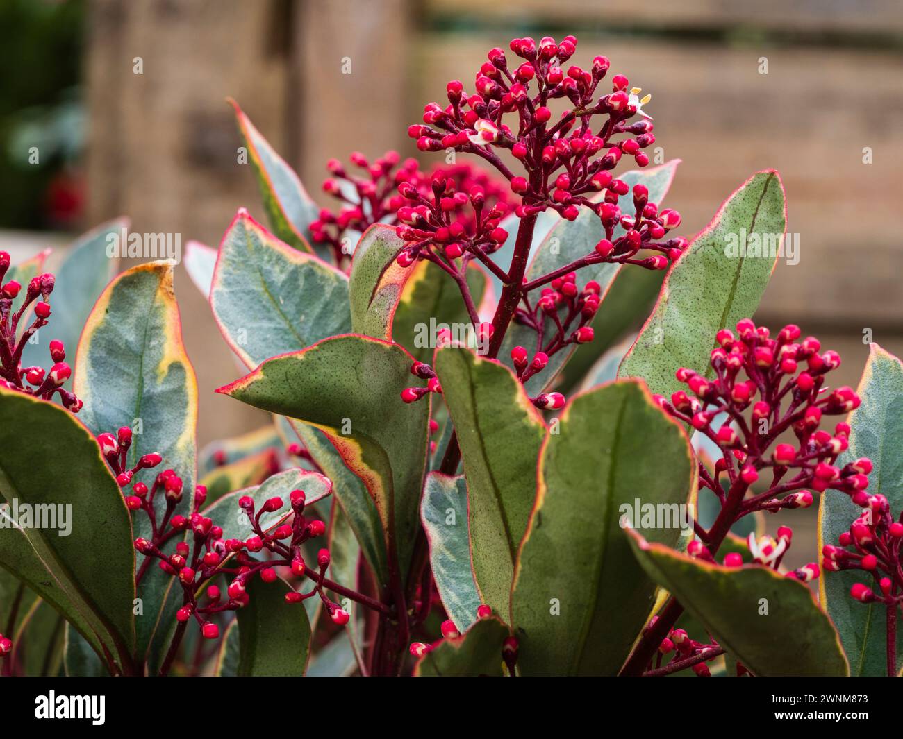 Red buds and spring flowers in the panicles of the variegated hardy ...