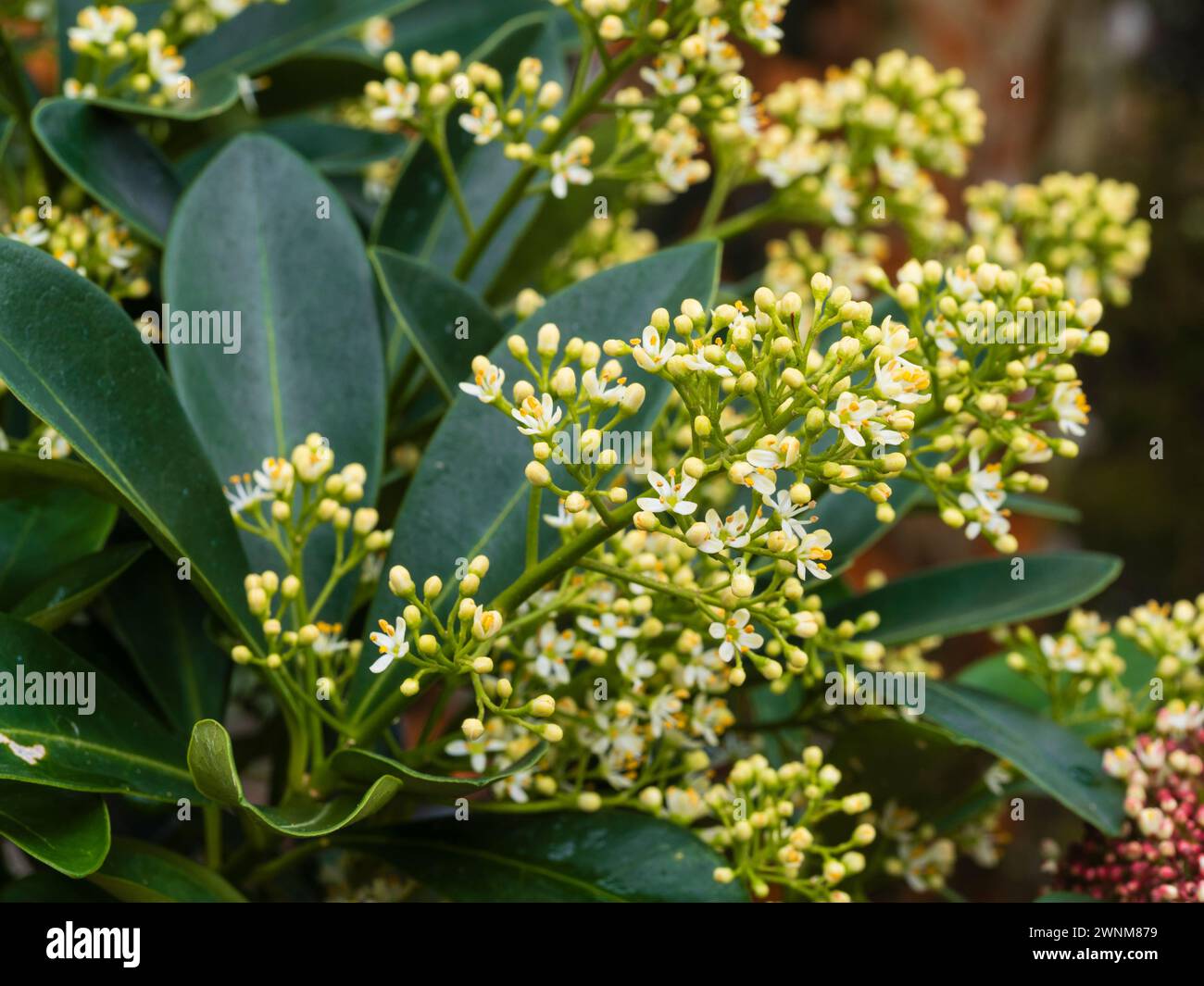 White male spring flowers in the panicles of the hardy evergreen shrub ...