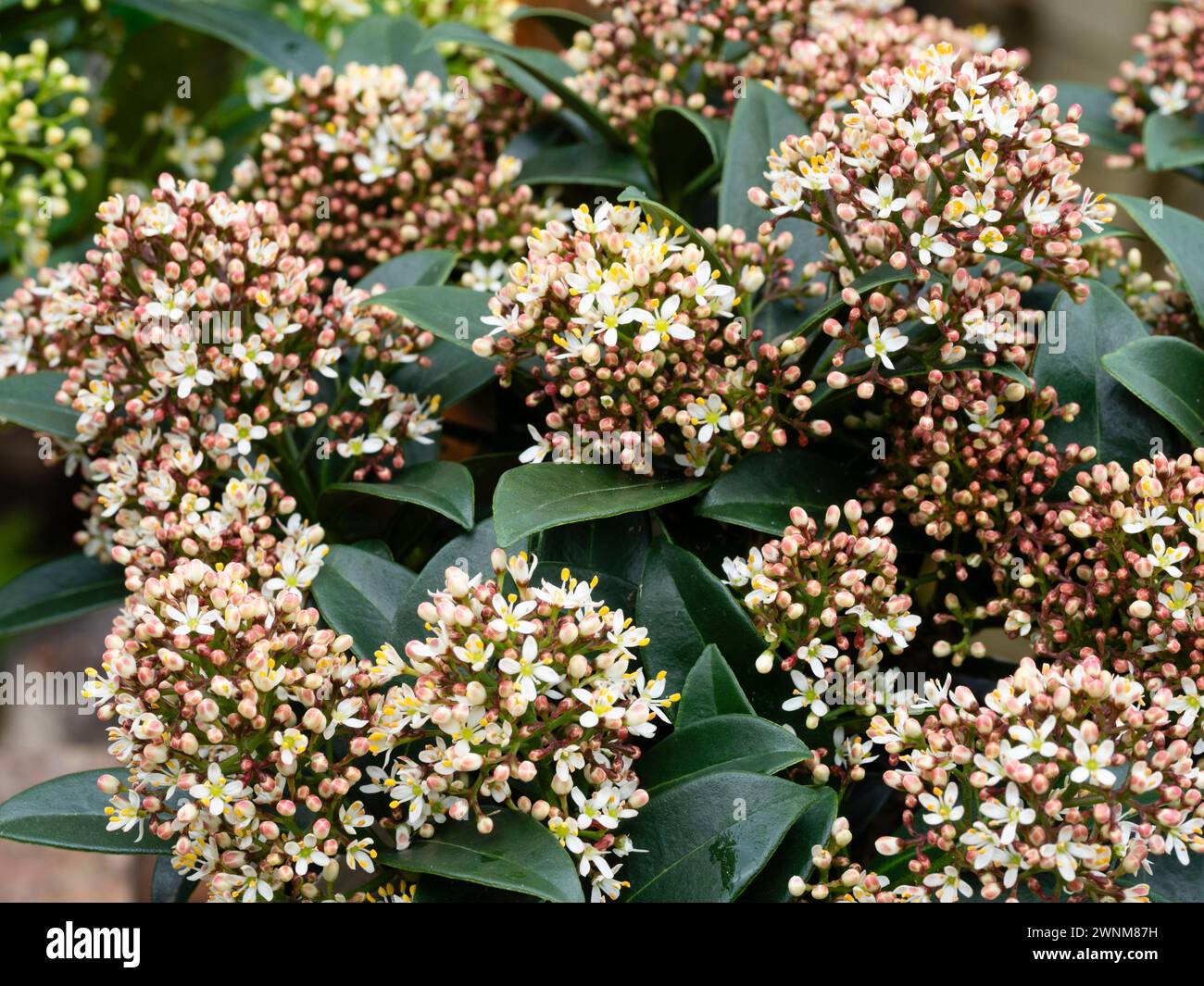 Scented male spring flowers in the panicles of the hardy evergreen ...