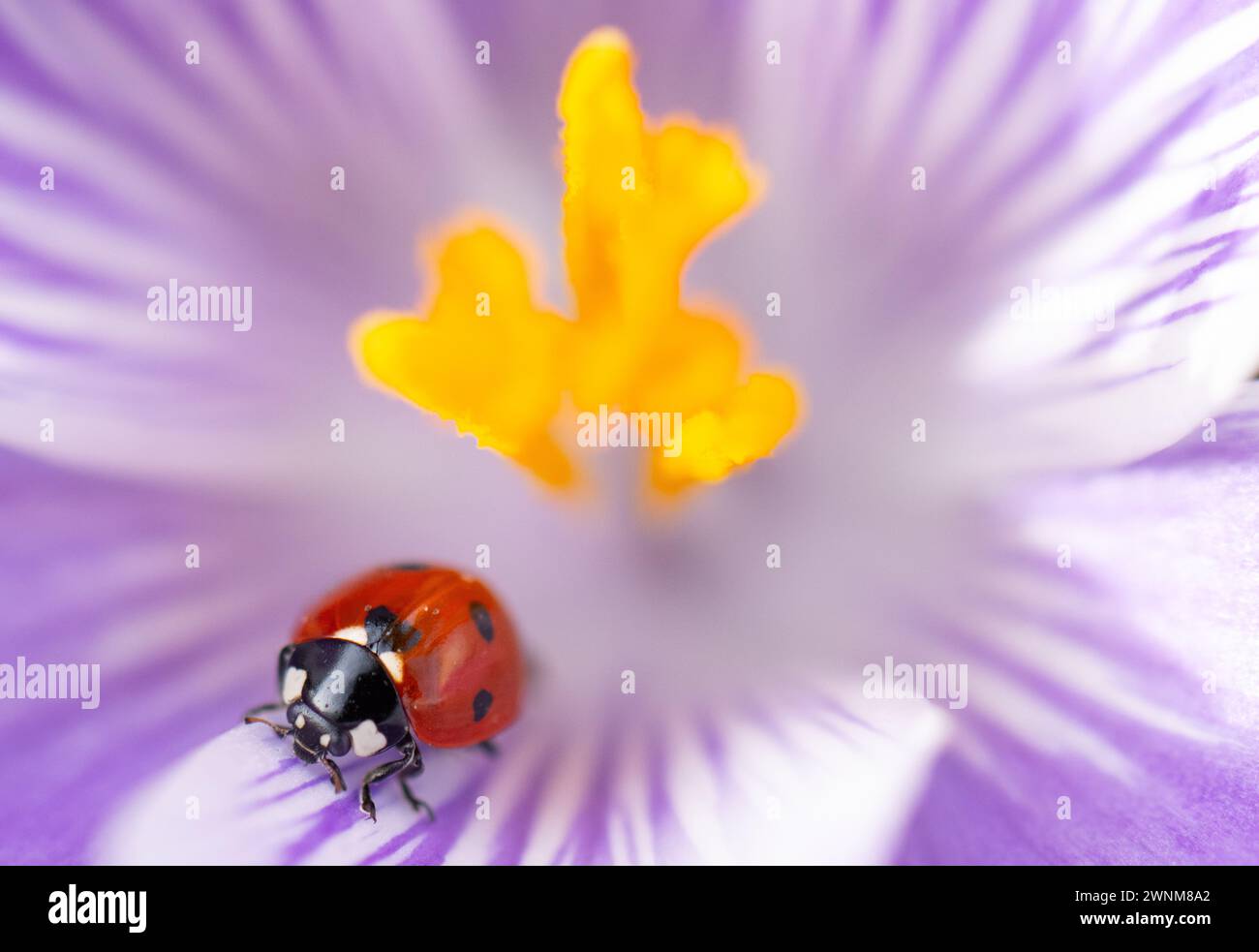 03 March 2024, Hesse, Frankfurt/Main: A ladybug crawls through a crocus ...