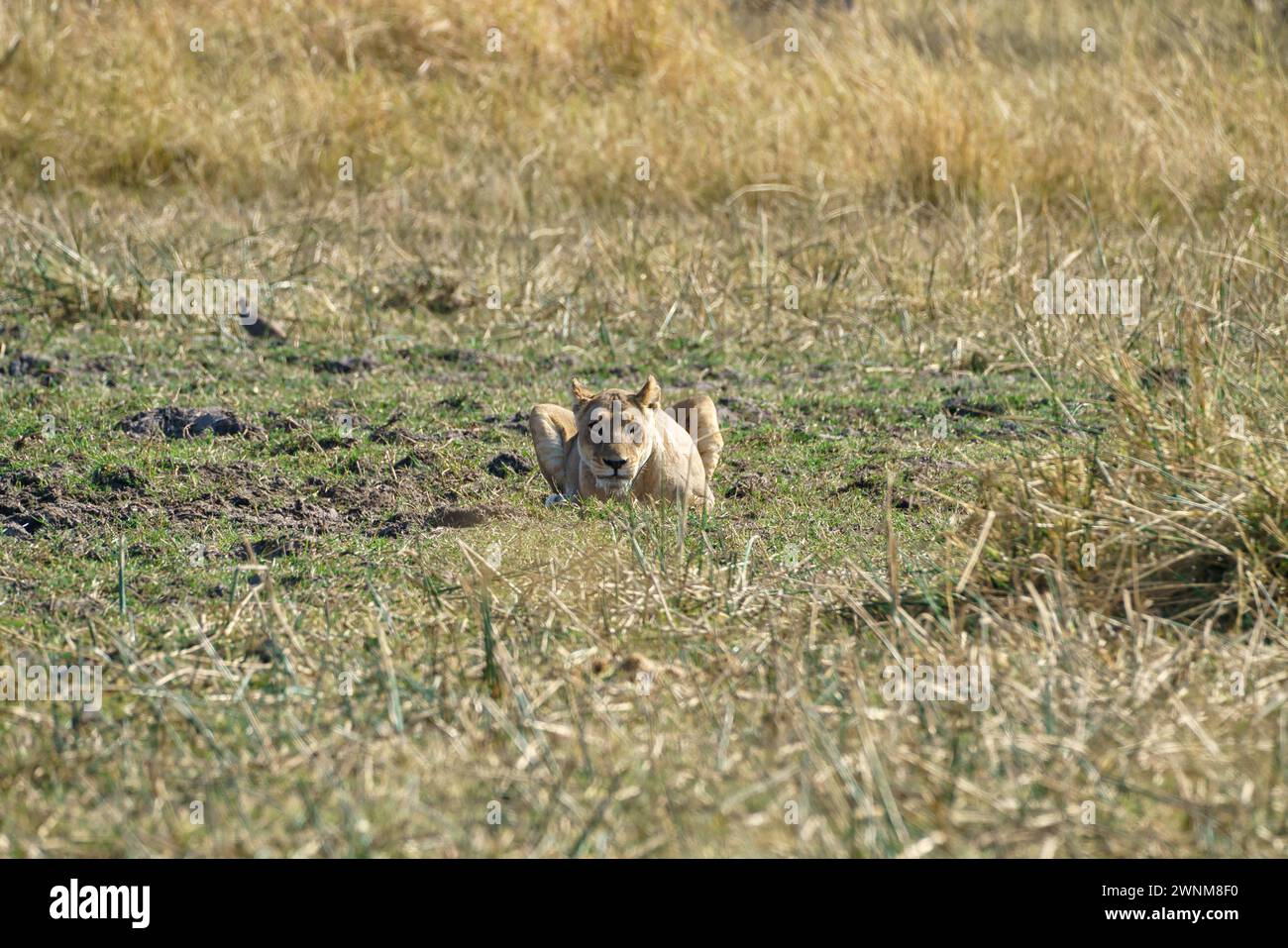 Female African lion starting to stalk her prey on grasslands Stock ...